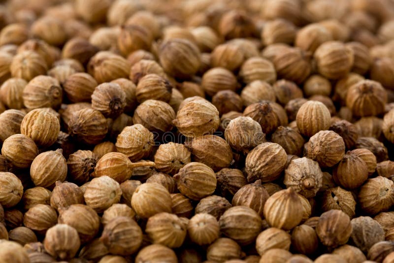 Coriander Seeds (Coriandrum Sativum) Stock Image - Image of seeds ... Coriander Seeds (Coriandrum Sativum) Stock Image - Image of seeds ...