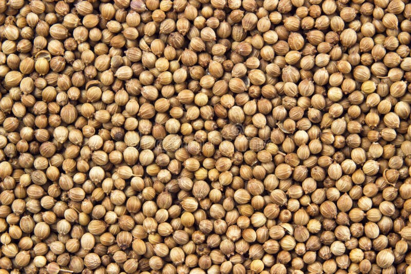 Indian Kitchen, Food Ingredient Coriander Seeds Stock Image - Image of ...