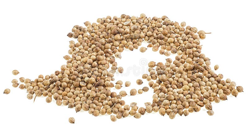 Coriander Seeds Isolated on White Background, Front View. Coriandrum ...