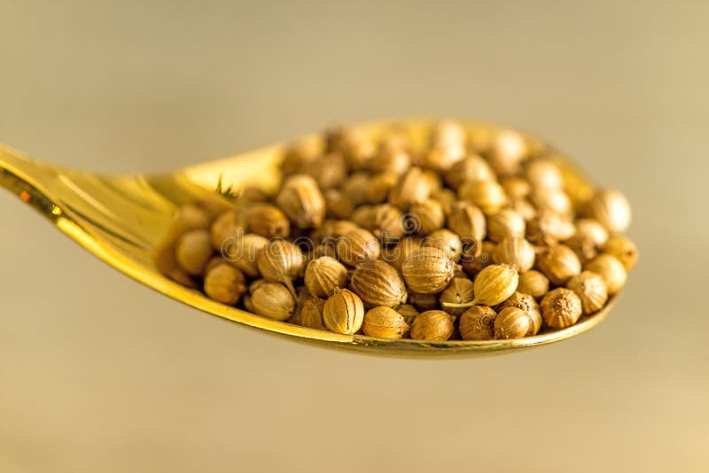 Coriander seeds on a spoon stock image. Image of grains - 97008831