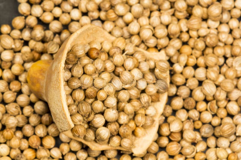 Coriander Seeds Texture with Dried Shell on Black Stock Photo - Image ...