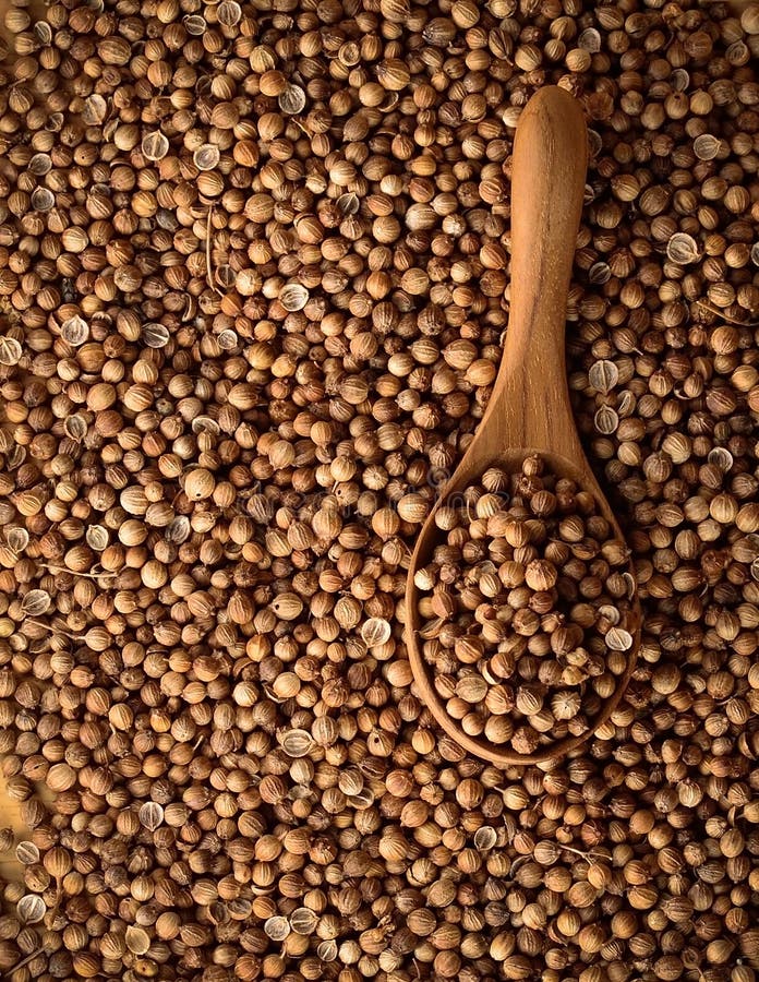 Coriander Seeds in the Wooden Spoon Stock Image - Image of heap, macro ...