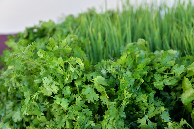 Coriander and spring onion stock photo. Image of vegetable - 63624256