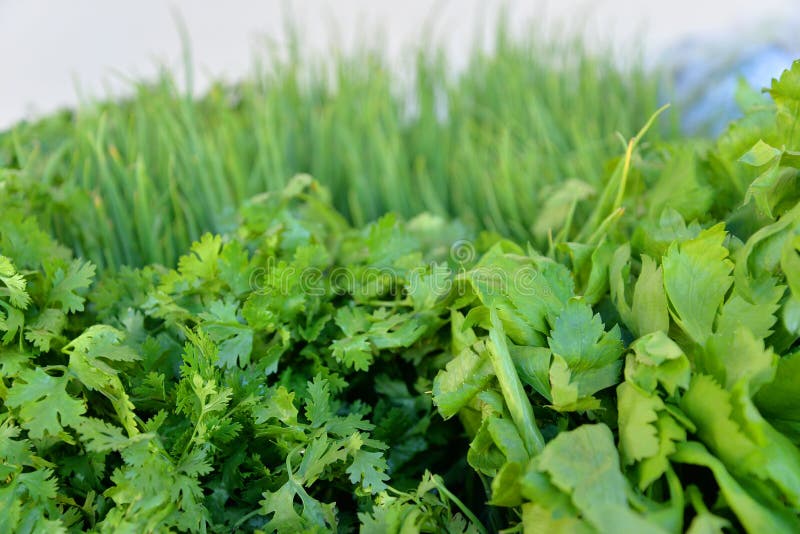 Coriander and spring onion stock photo. Image of spice - 63624274