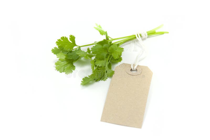 Coriander and tag stock image. Image of green, closeup - 14543743