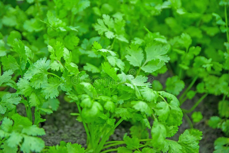 Coriander Thailand, Coriander in Thailand, Coriander in Asian Stock ...