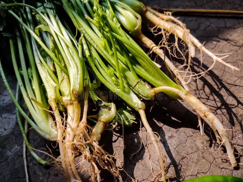 This is the Coriander Trees Roots Close-up Shot in the Kitchen Stock ...