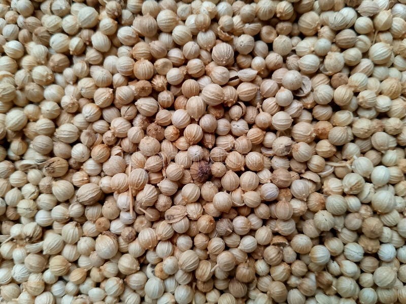 Coriander Type Spices are Rich in Benefits Stock Image - Image of rich ...
