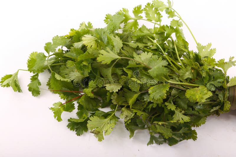 Coriander In Vegetable Plot Stock Photo - Image of garden, cultivation ...