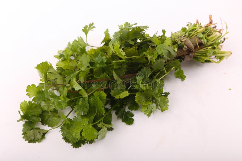 Coriander vegetable stock image. Image of green, nature - 106800003