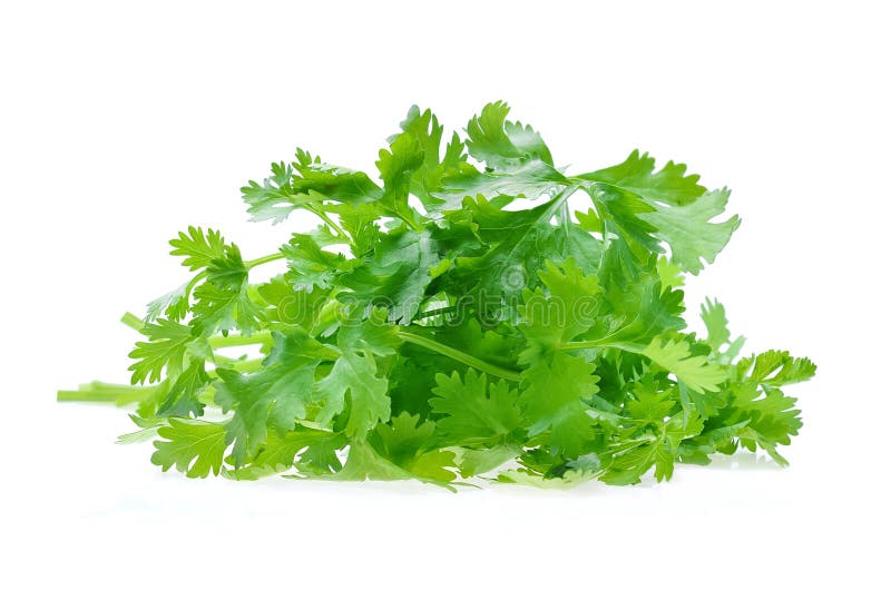 Coriander on white stock image. Image of healthy, herbal - 180660175