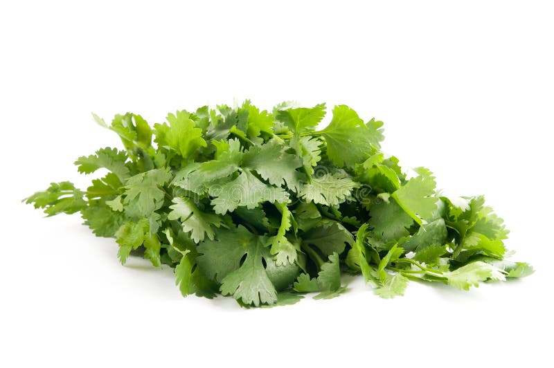 Coriander on a White Background Stock Photo - Image of branch, nature ...