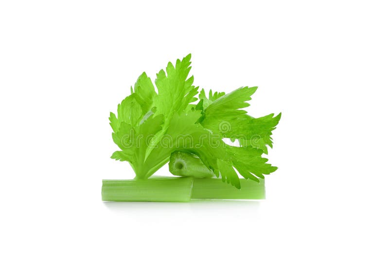 Coriander Isolated on White Background Stock Photo - Image of branch ...