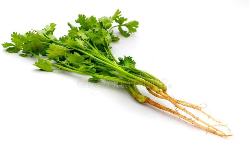 Coriander on a White Background, Isolated Background Stock Photo ...