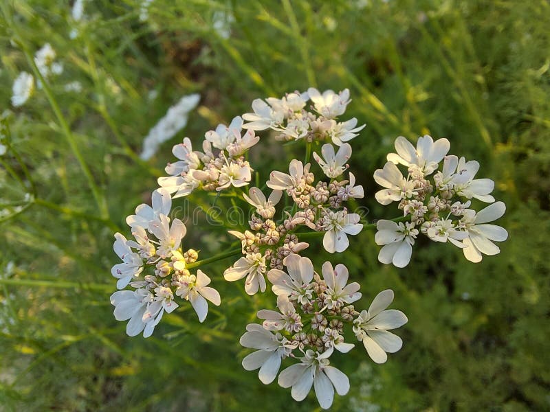 Coriandre De Fleurs Blanches Photo stock - Image du zones, coriandre ...