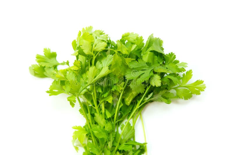 Coriandre fraîche photo stock. Image du sain, santé, frais - 4449644