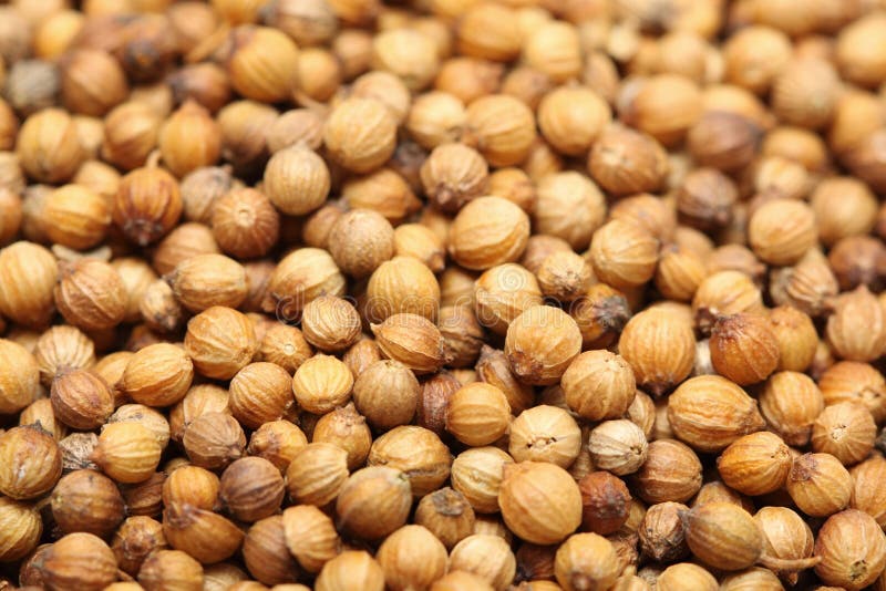 Coriandro imagen de archivo. Imagen de hierba, culinario - 10211599