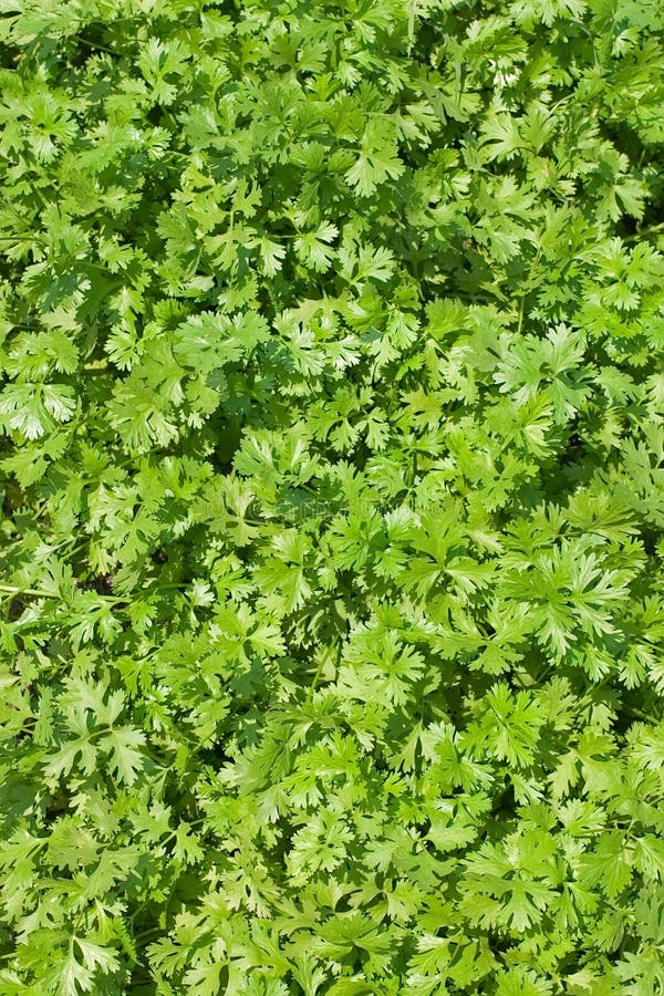 Coriandro foto de archivo. Imagen de hoja, planta, textura - 11415748