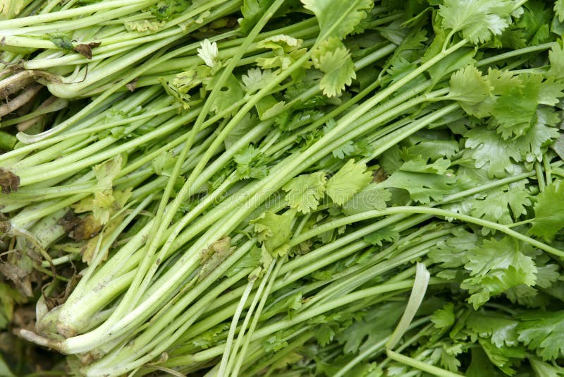 Coriandro Fotos De Stock - Descarga 71,046 Fotos Libres de Derechos
