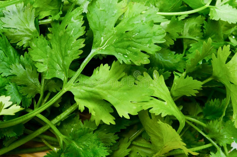 Coriandro imagen de archivo. Imagen de hierba, sano, alimento - 25003695