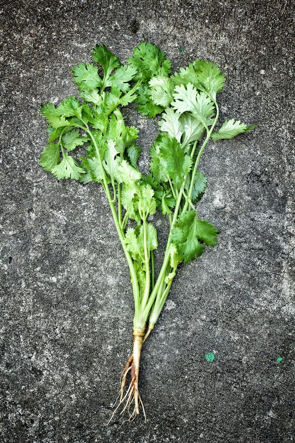 Coriandro imagen de archivo. Imagen de alimento, sabroso - 33293949