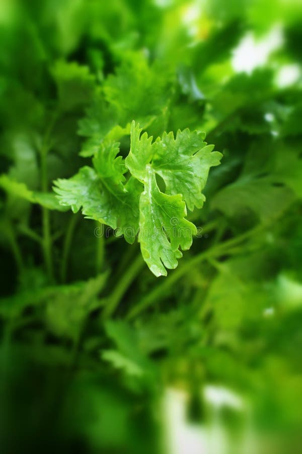 Coriandro imagen de archivo. Imagen de comestible, vegetariano - 33294017