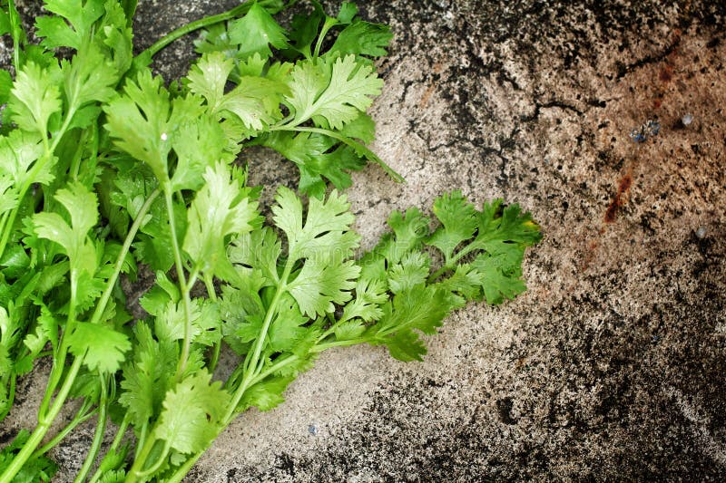 Coriandro imagen de archivo. Imagen de dieta, sano, crudo - 33294045