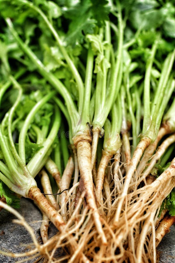 Coriandro foto de archivo. Imagen de comestible, fibra - 33602558
