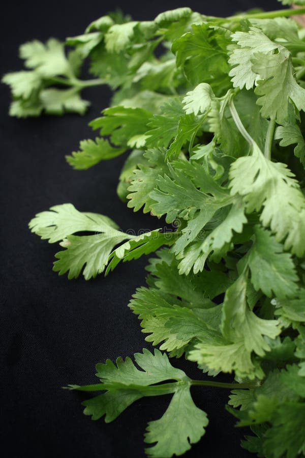 Coriandro imagen de archivo. Imagen de ingrediente, cocina - 35409809