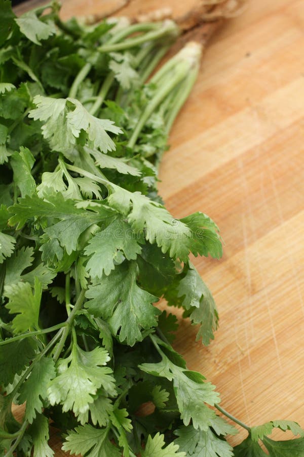 Fondo O Textura Del Cilantro Imagen de archivo - Imagen de crudo ...