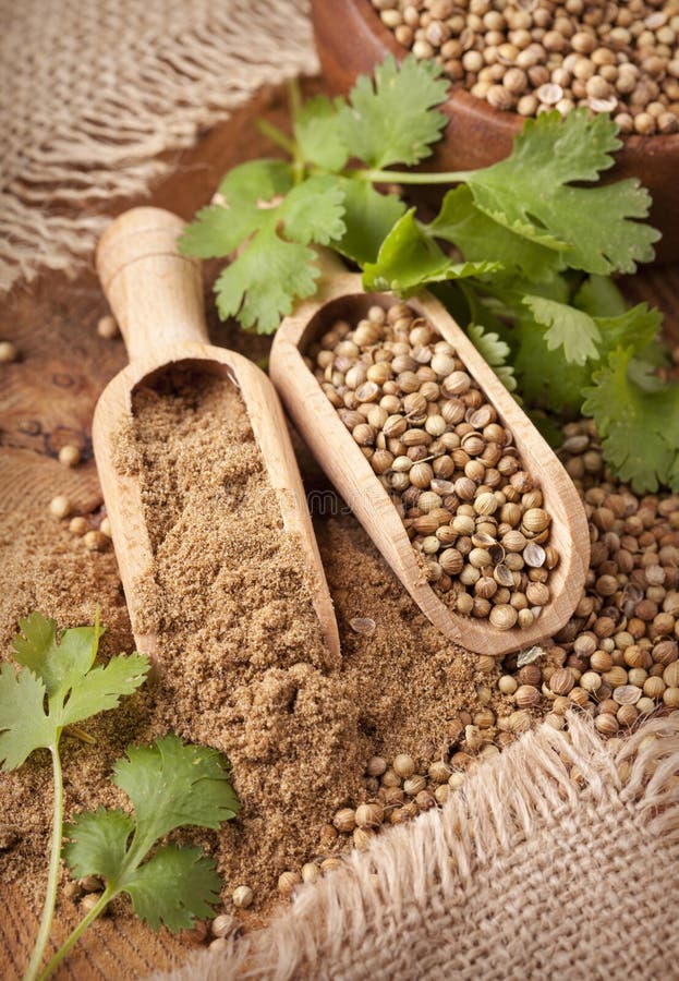 Coriandro foto de archivo. Imagen de herbario, germen - 43050020