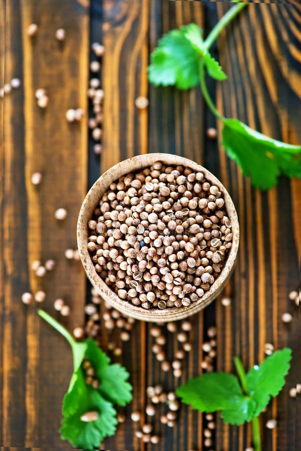 Coriandro imagen de archivo. Imagen de hierbas, herbario - 72300117