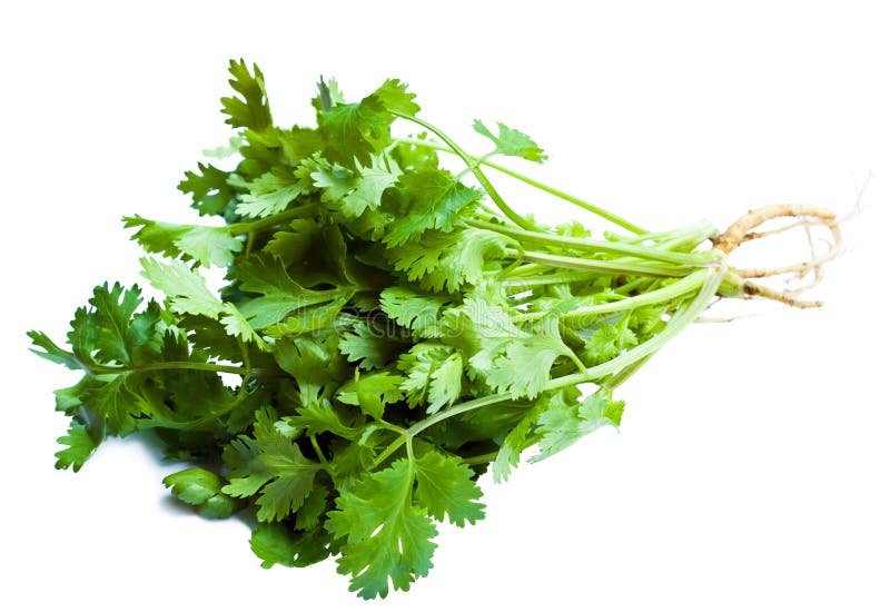 Coriandro aislado foto de archivo. Imagen de ingrediente - 28533126