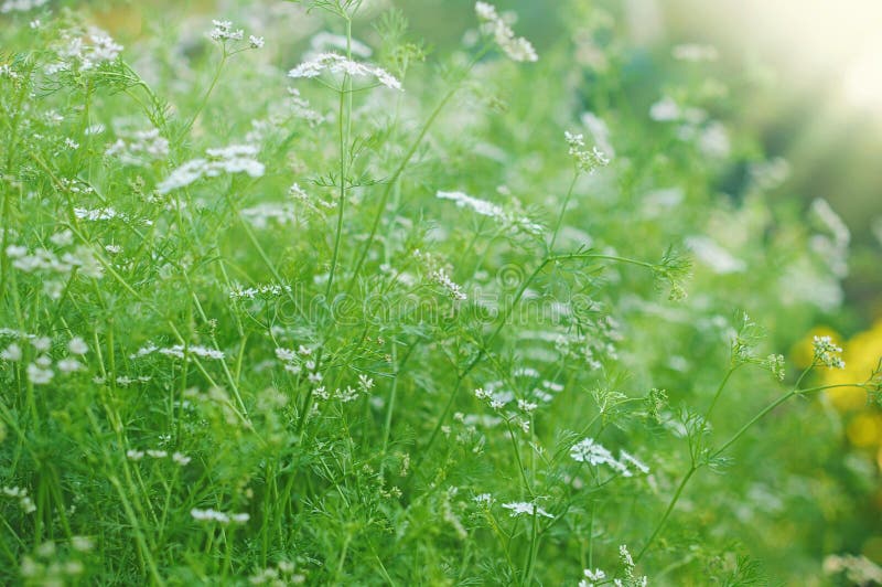 Flor del Cilantro imagen de archivo. Imagen de alimento - 25230833