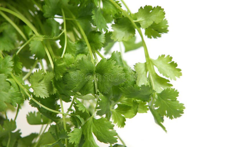Coriandro fresco, cilantro imagen de archivo. Imagen de travieso ...