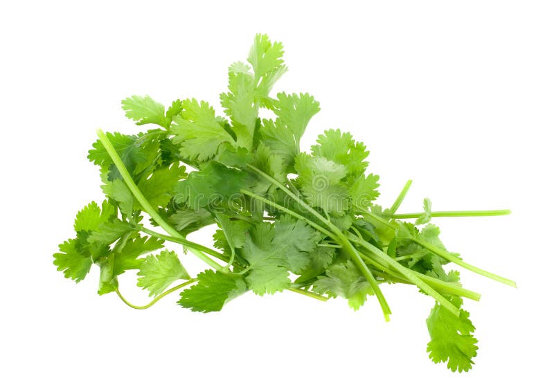 Coriandro fresco imagen de archivo. Imagen de medicina - 4449651