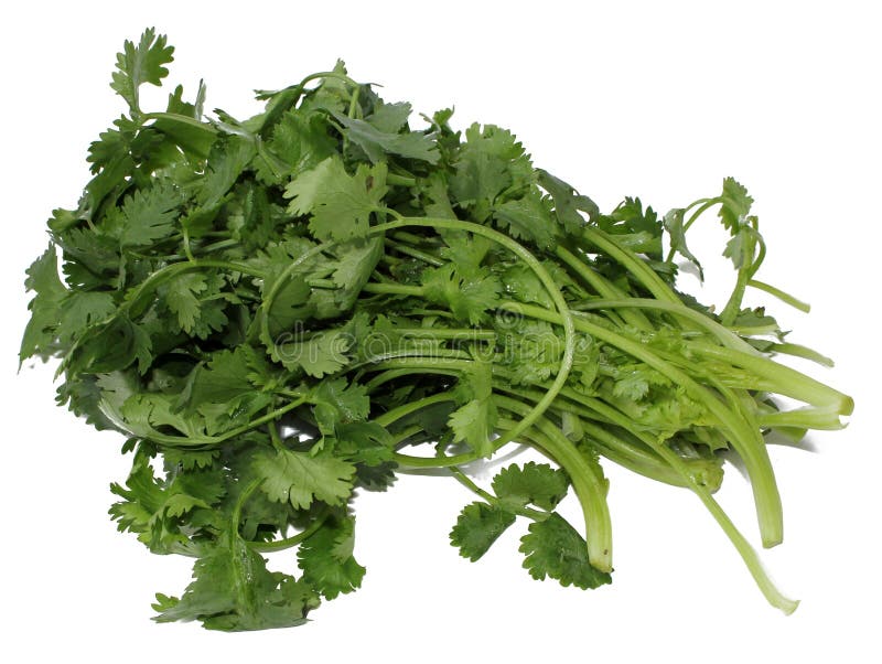 Coriandro o Cilantro imagen de archivo. Imagen de mexicano - 20810567