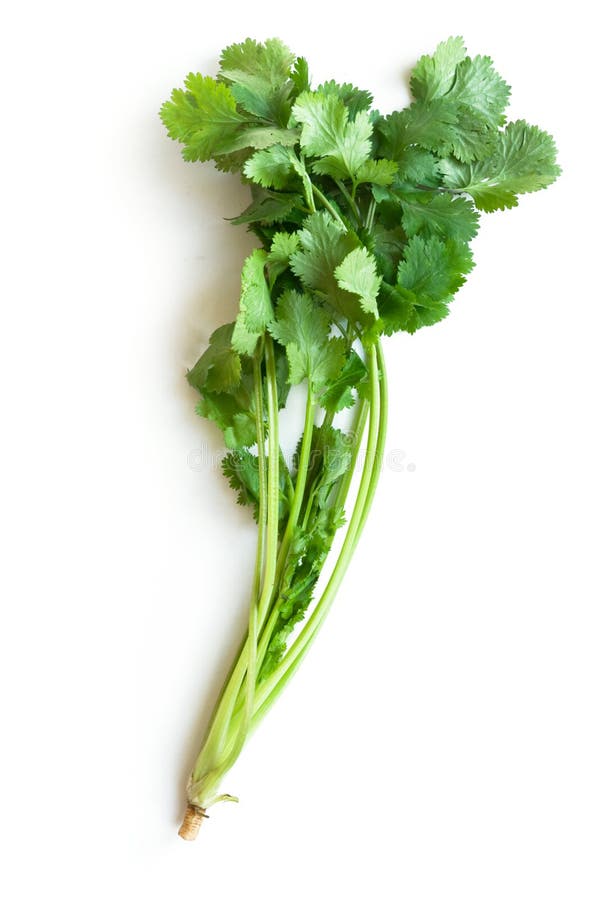 124,518 Cilantro Fotos de stock - Fotos libres de regalías de Dreamstime