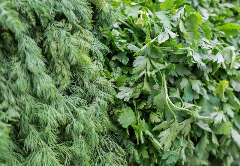 Coriandro O Cilantro O Perejil Chino Y Perejil Foto de archivo - Imagen ...