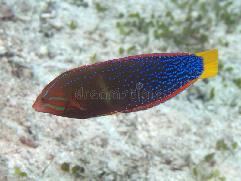 Red Coris African Wrasse Coris Gaimard Foto de Stock - Imagem de vida ...