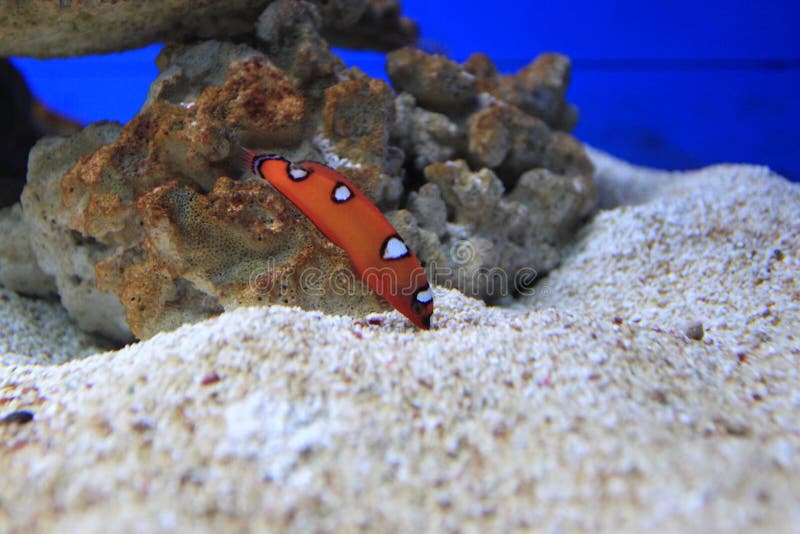 Coris africanos foto de archivo. Imagen de marina, vida - 58397196