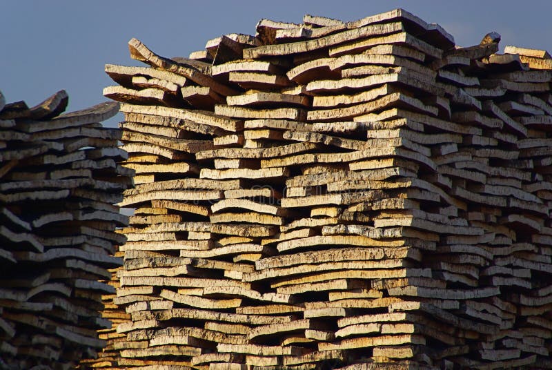 Cork 01 stock image. Image of nature, cork, isolation - 5500229