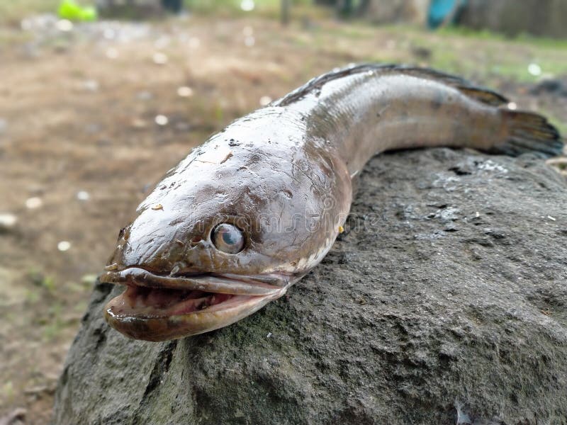 Cork Fish Inhabiting Swamps Stock Photo - Image of swamps, fish: 282679408