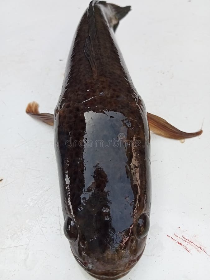Cork Fish or Snakehead is One Type of Freshwater Fish Which Consists of ...