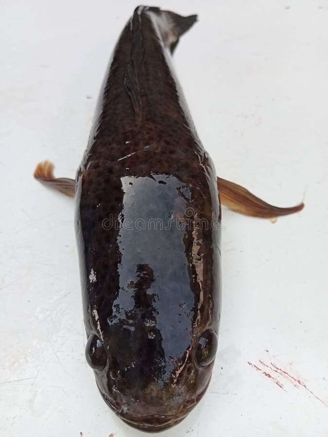 Cork Fish or Snakehead is One Type of Freshwater Fish Which Consists of ...