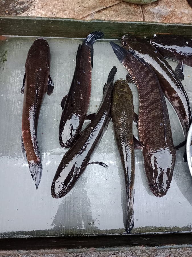 ikan haruan in english - Trevor MacDonald