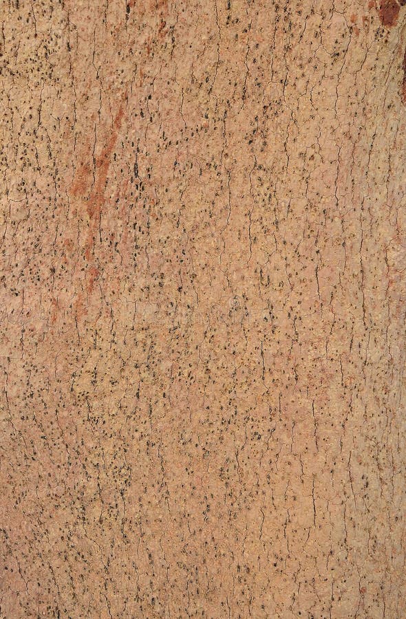 Cork on a log stock image. Image of harvest, texture - 46500811