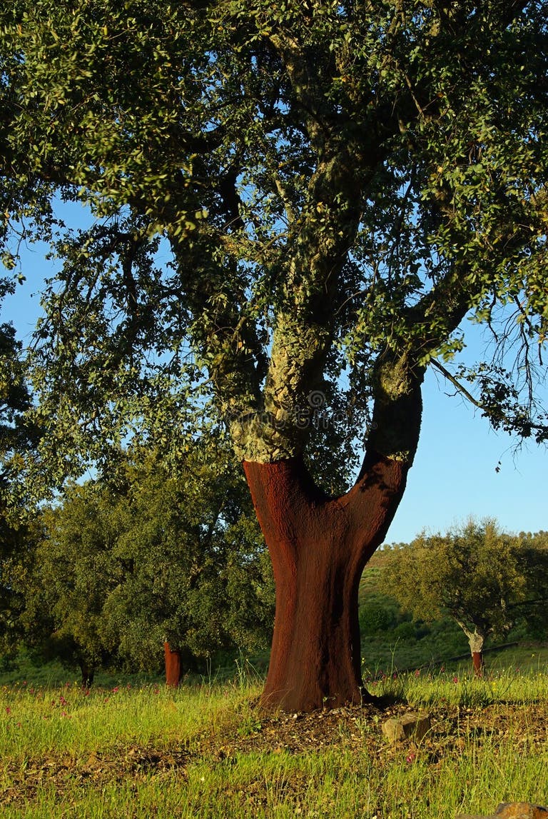 4,888 Cork Oak Tree Stock Photos - Free & Royalty-Free Stock Photos ...