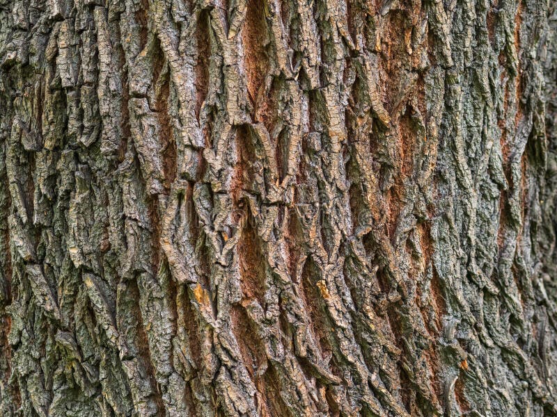 Cork Oak Tree Bark Texture. Old Tree Bark Texture. Natural Background ...