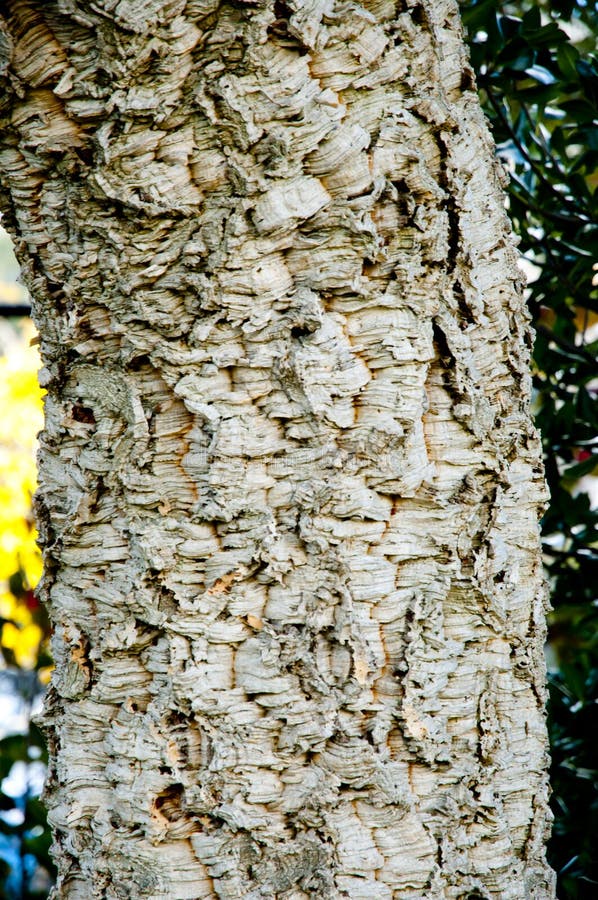 Cork Oak Tree stock photo. Image of natural, cork, europe - 121997360